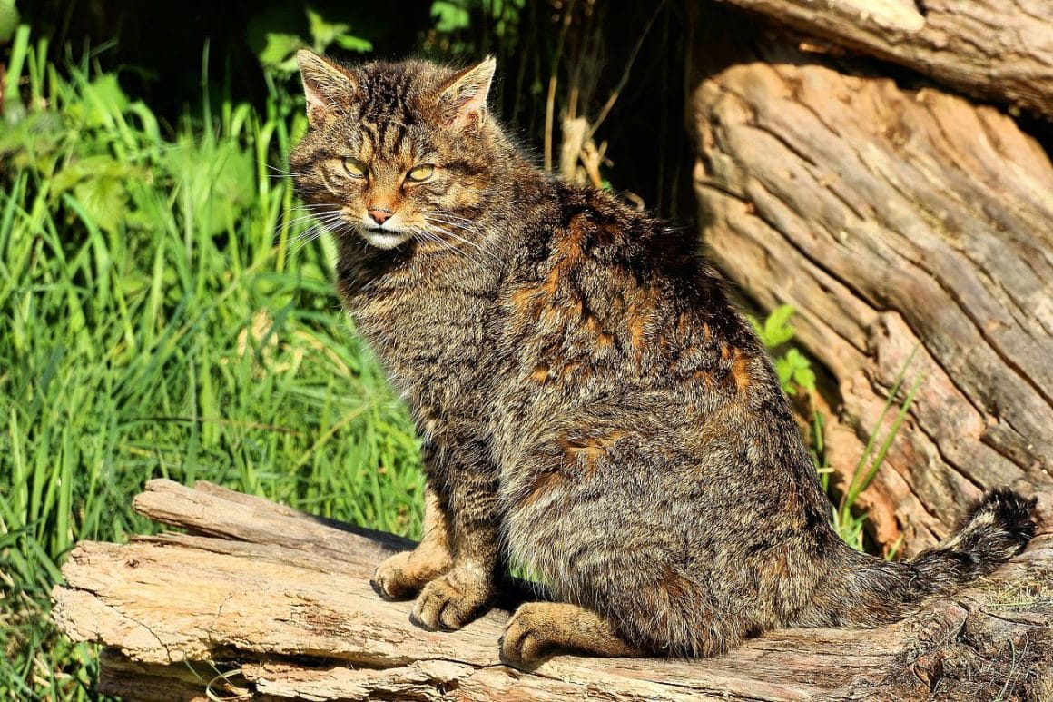 Scotland Has a Native Wildcat Species that Faces Extinction