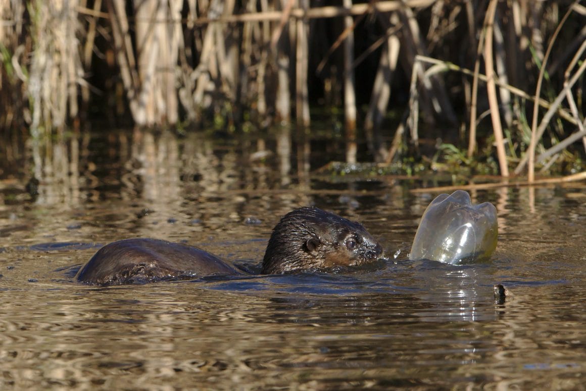 Spotted necked otter, Hydrictis maculicollis, at Marievale playi ...