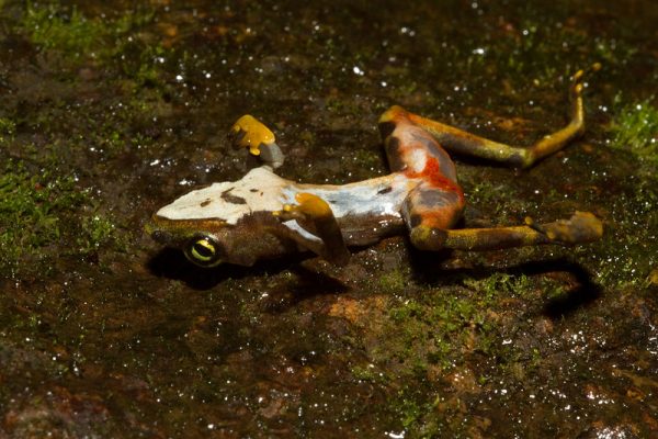 dead frog (Wikimedia Commons) - Earth Buddies