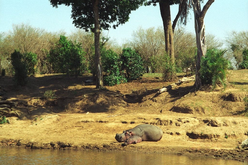 Hippo Poop May Sound Gross, But Kenya’s Mara River Needs It