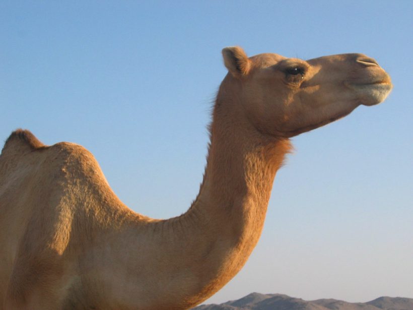 Camels, And Unique Facts About Them