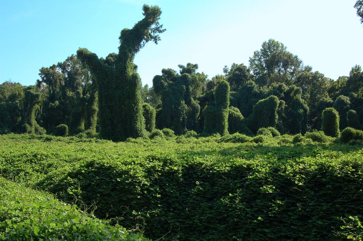 The Beauty, The Mistery, And The Facts About Kudzu