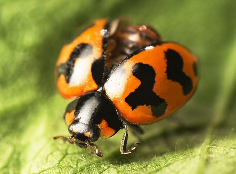 Ladybugs, And Their Importance To Our Nature (And Culture)