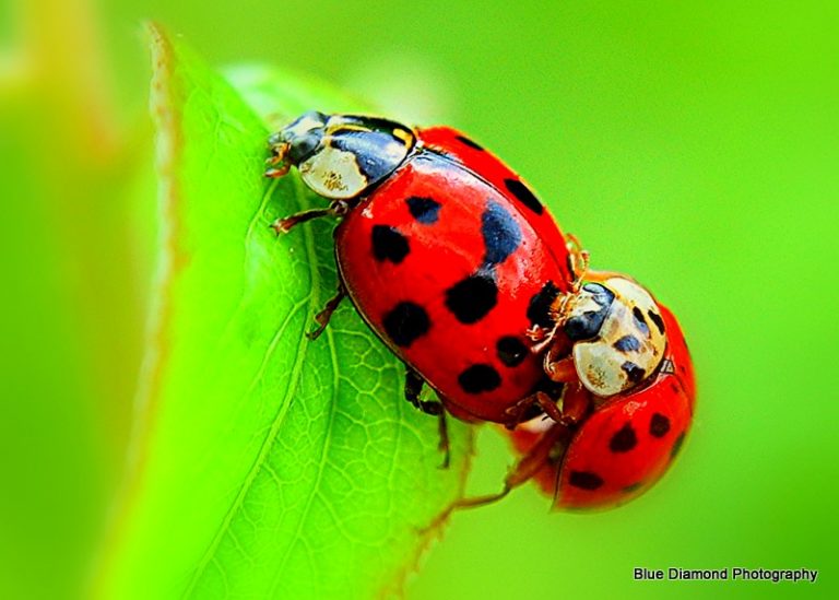 Ladybugs, And Their Importance To Our Nature (And Culture)