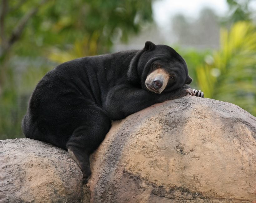 Sun Bears Are Cool, And Here Is Why