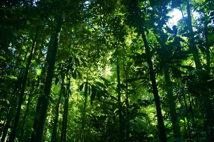 What To Talk About Scotland's Rainforests