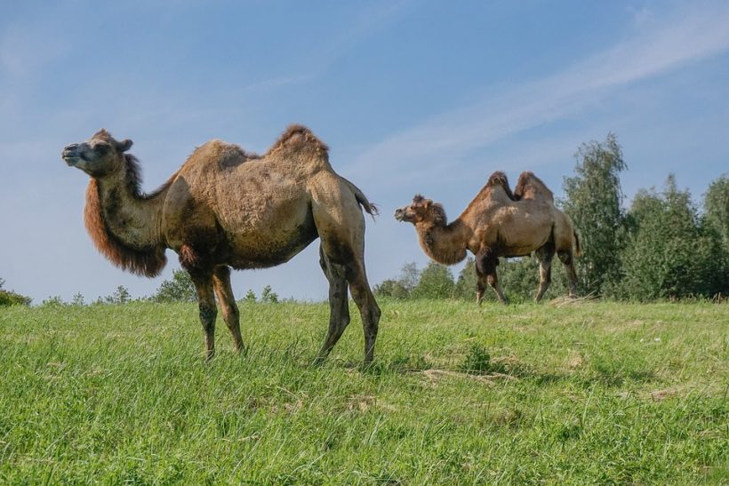 Camels, And Unique Facts About Them