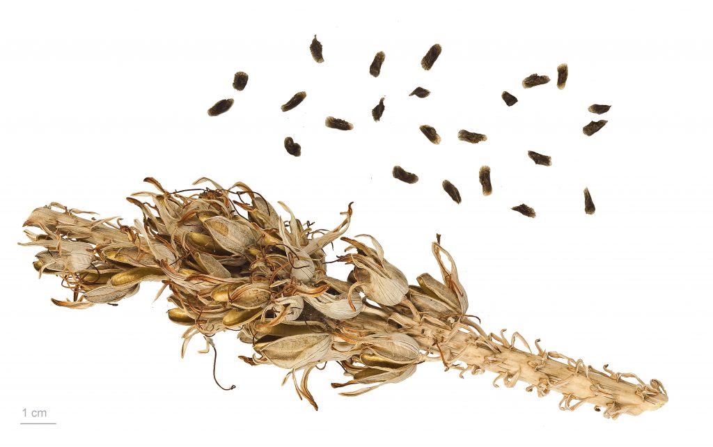 aloe vera seed - Earth Buddies