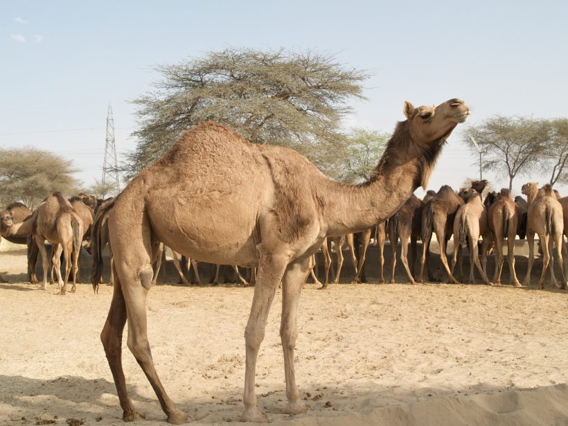 Camels, And Unique Facts About Them