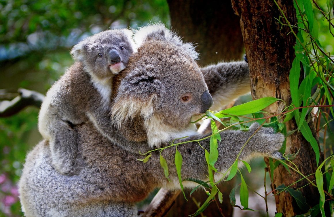 The Un-Bearly Facts About Koala Bears