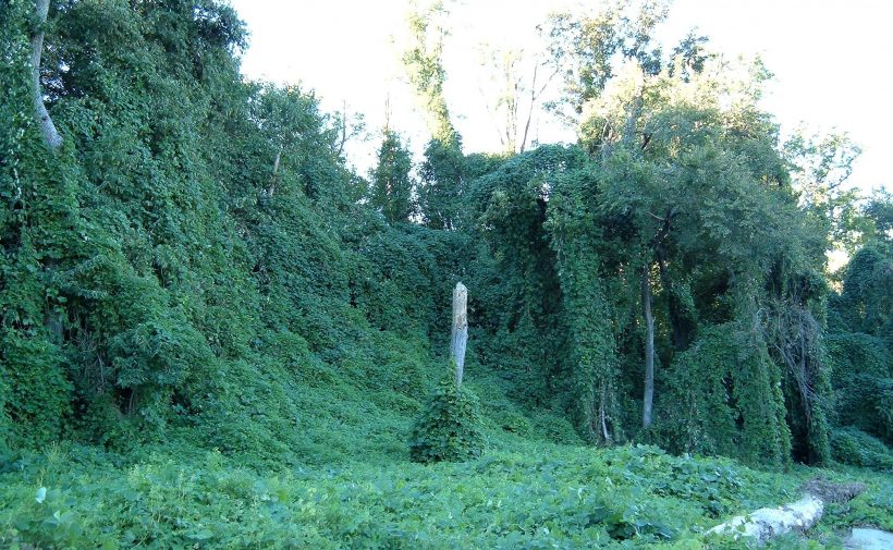 The Beauty, The Mistery, And The Facts About Kudzu