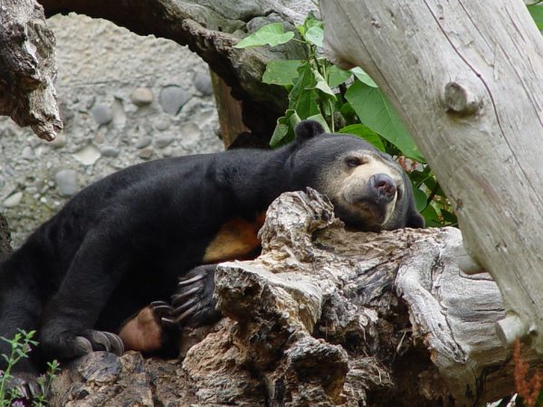 Sun Bears Are Cool, And Here Is Why