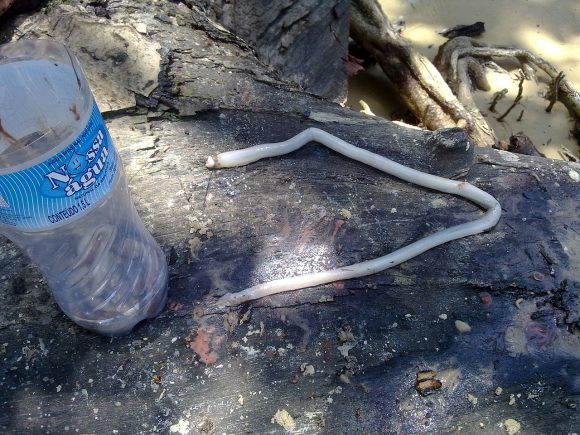 New Species: This Newly Found Worm Eats Rock and Secretes Sand