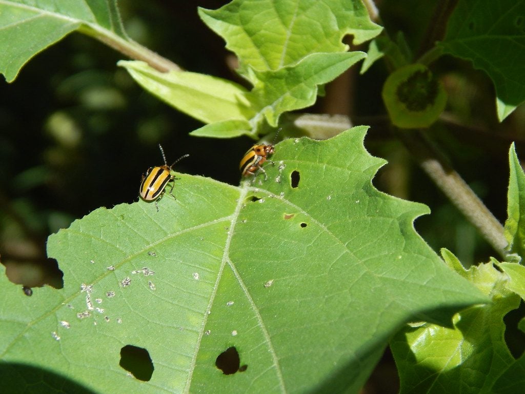 Chewed leaf by Starr - Earth Buddies