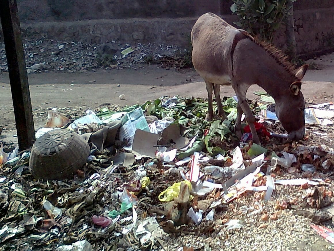 Donkey_and_waste_in_Chinawal (Wikimedia Commons) - Earth Buddies