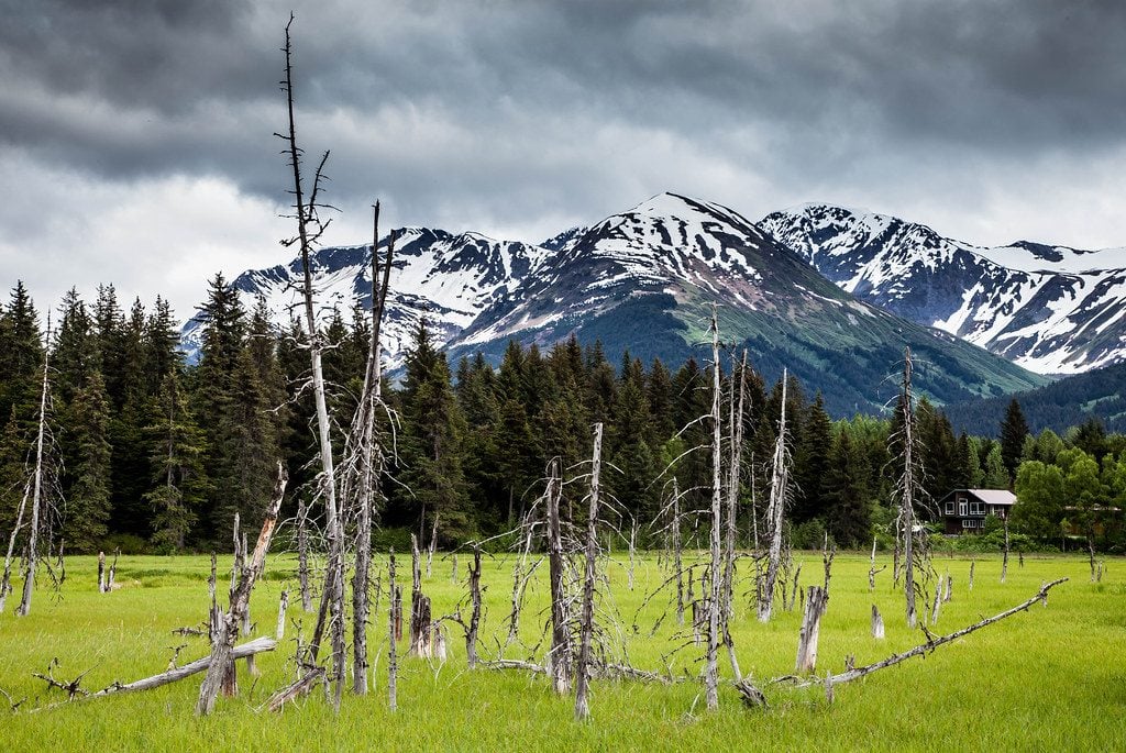 Ghost Forest: What Actually Is It?