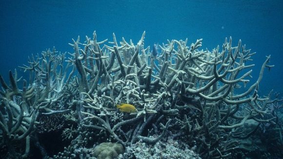 Why We Need Super Corals To Help Us Immediately