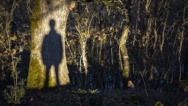 Ghost Forest: What Actually Is It?