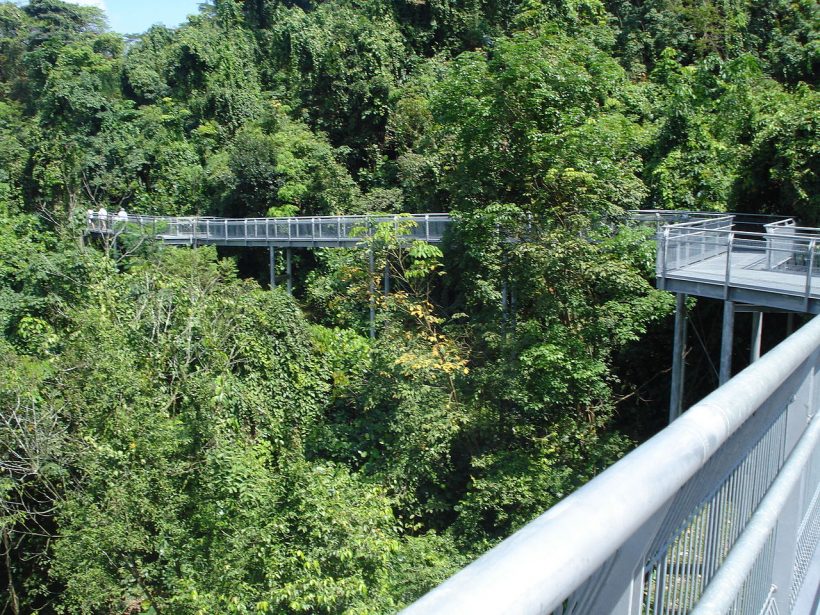 The Forests In Singapore, And Its Importance To The Earth