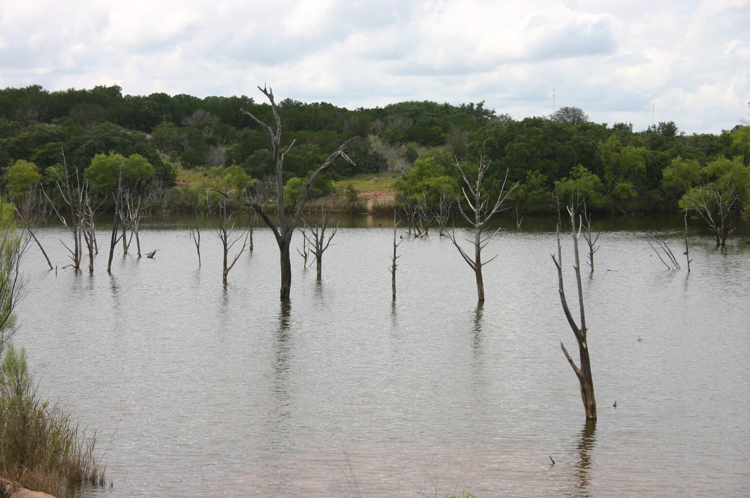 ghost forest (Wikimedia Commons) - Earth Buddies
