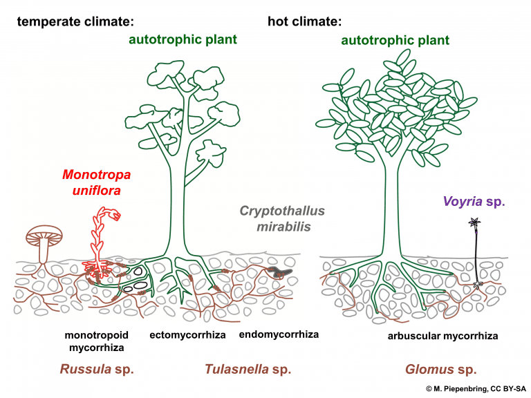 Understanding Underground Fungi Network For Fighting Global Warming