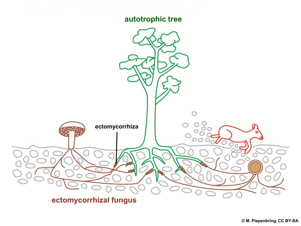 Understanding Underground Fungi Network For Fighting Global Warming