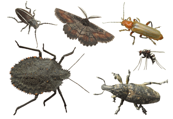 How Insects Protect Themselves