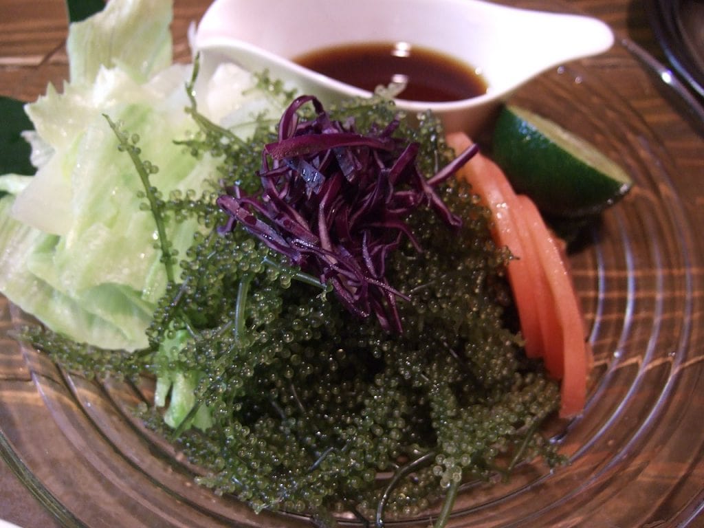 Enset: False Banana from Ethiopia For Our Future Food Supply