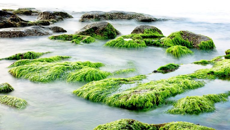 Ocean Plants Are Wonderful, And You Should Know That
