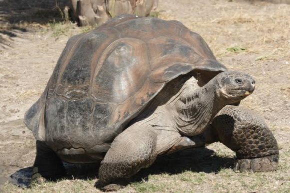 What's The Reason Behind Rediscovery Of Extinct Species?