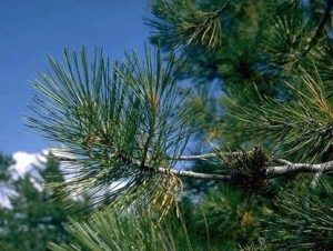 Interesting Facts About Pine Tree That You Should Know