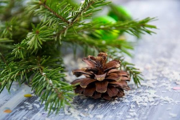 Interesting Facts About Pine Tree That You Should Know