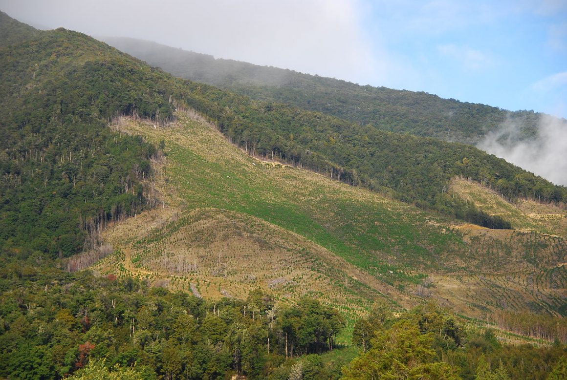 Deforestation Is Bad: Infectious Diseases Might Spread Out Quicker ...