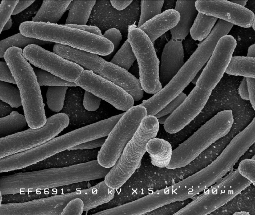 Electric Bacteria Can Be The Future Of Green Energy Generation