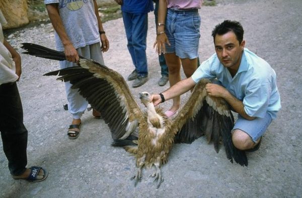 a poisoned griffone vulture which is native in Eurasia. Its ...
