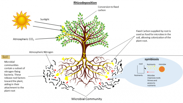Electric Bacteria Can Be The Future Of Green Energy Generation