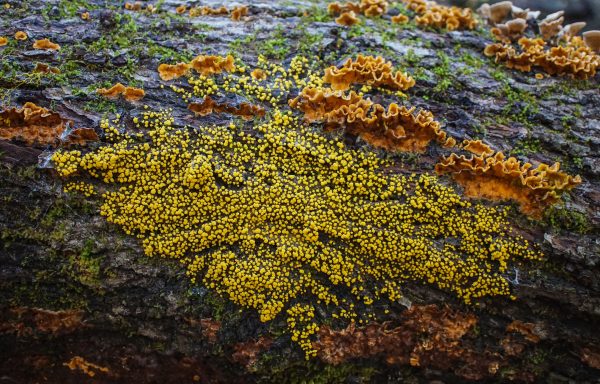 slime mold yellow on tree trunk - Earth Buddies