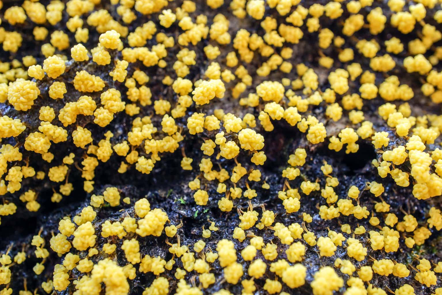 Is It Animal Or Fungus? The Yellow Blob Left Scientists Confused