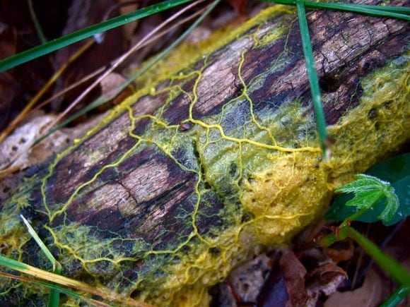 Is It Animal Or Fungus? The Yellow Blob Left Scientists Confused