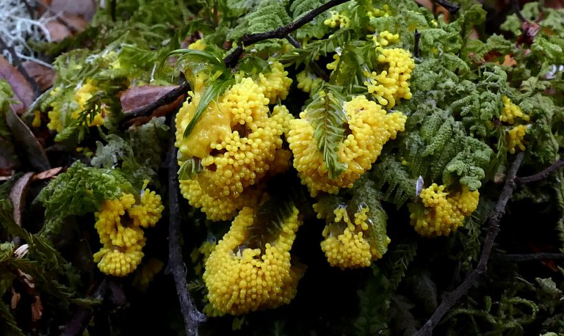 Is It Animal Or Fungus? The Yellow Blob Left Scientists Confused