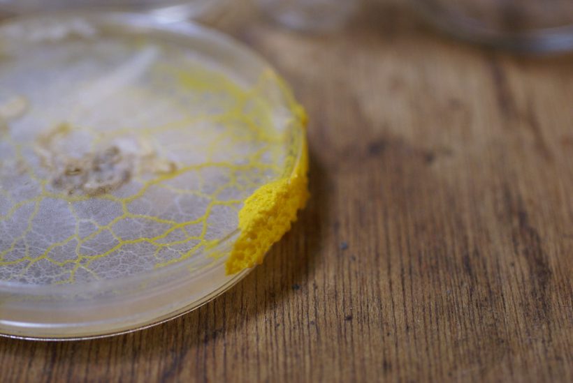 yellow blob at lab - Earth Buddies