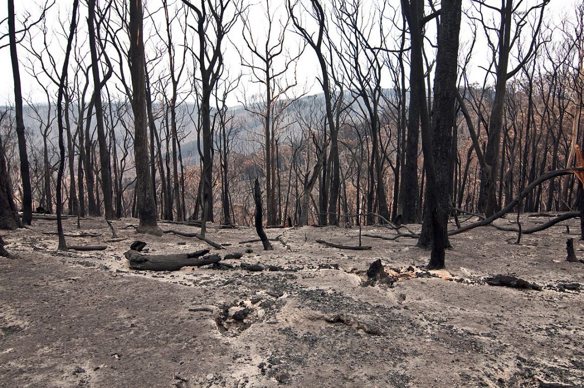 aftermath of black saturday bushfires which affect animals. photo by ...