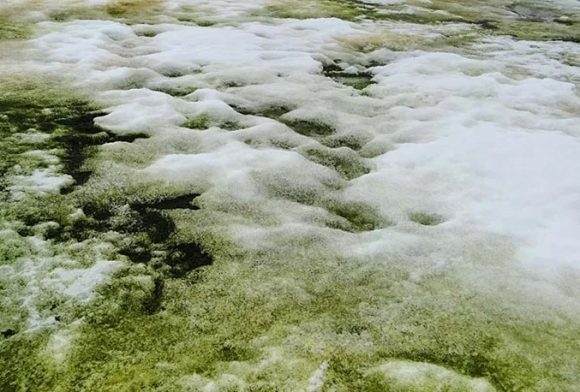 Green Snow Is The Kind Of Snow That We Don't Want