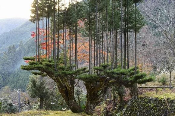 Daisugi, The Ancient Bonsai Technique That Can Prevent Deforestation