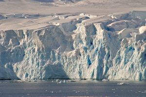 Antarctic Midge, The Insect That Lives in Antarctica