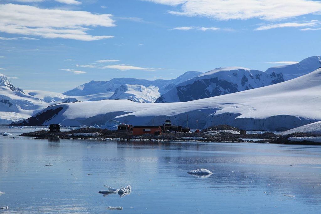 Antarctic Midge, The Insect That Lives in Antarctica