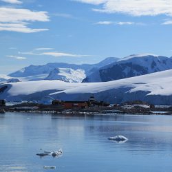 Antarctic Midge, The Insect That Lives in Antarctica