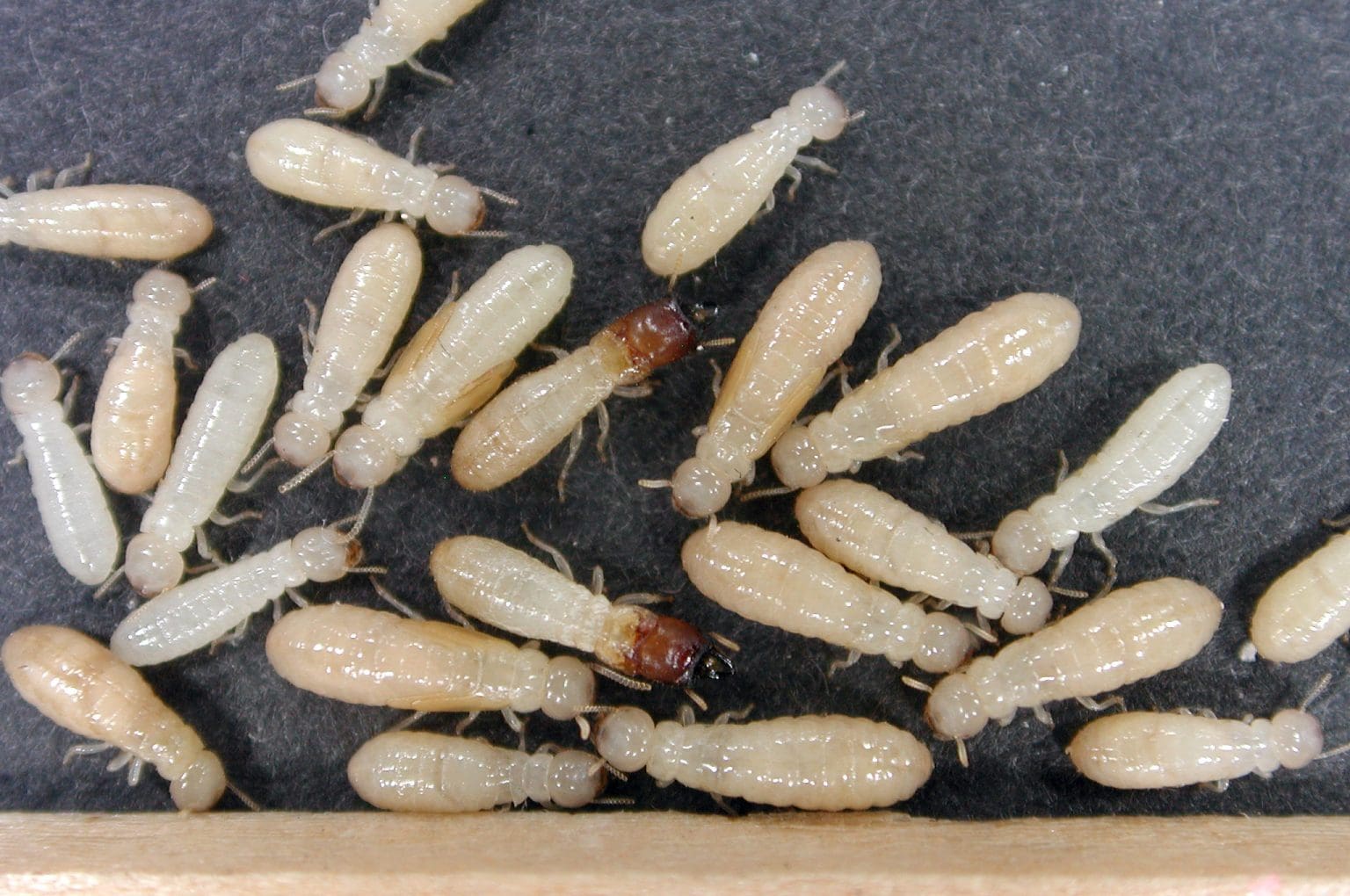 termites white (Wikimedia C0mmons) - Earth Buddies