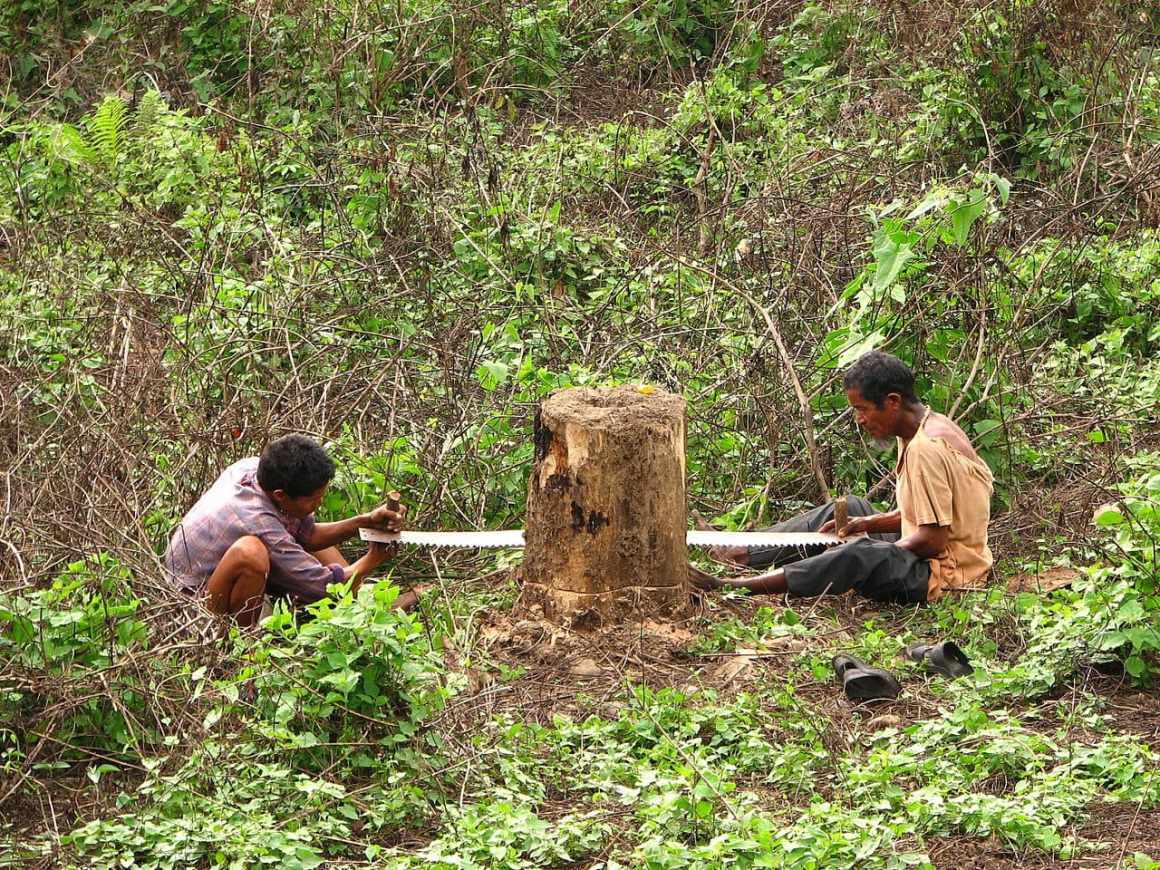 A Century of Logging Has Made Myanmar Struggle Preserving Teak Groves