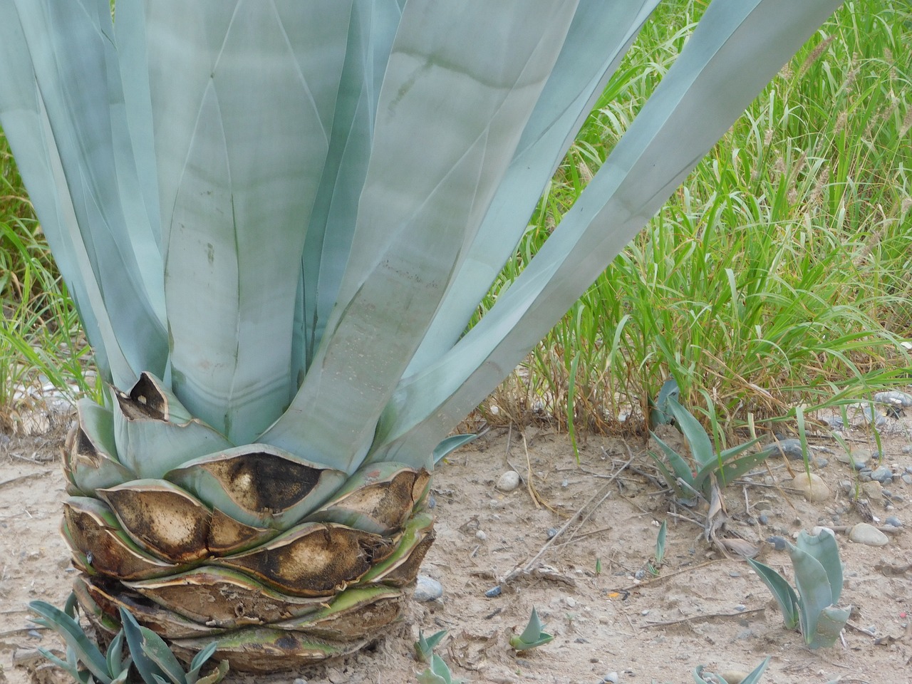 blue agave clone - Earth Buddies